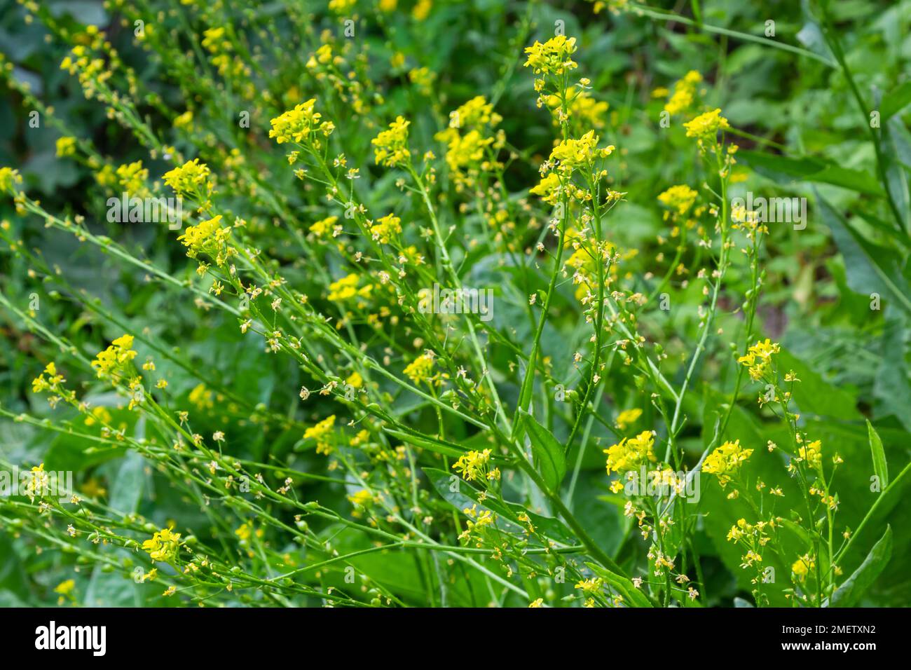 the Close up of Wintercress Barbarea vulgaris Brassicaceae. Selective ...