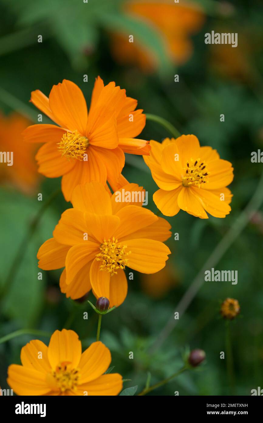 Cosmos bipinnatus 'Diablo' Stock Photo - Alamy