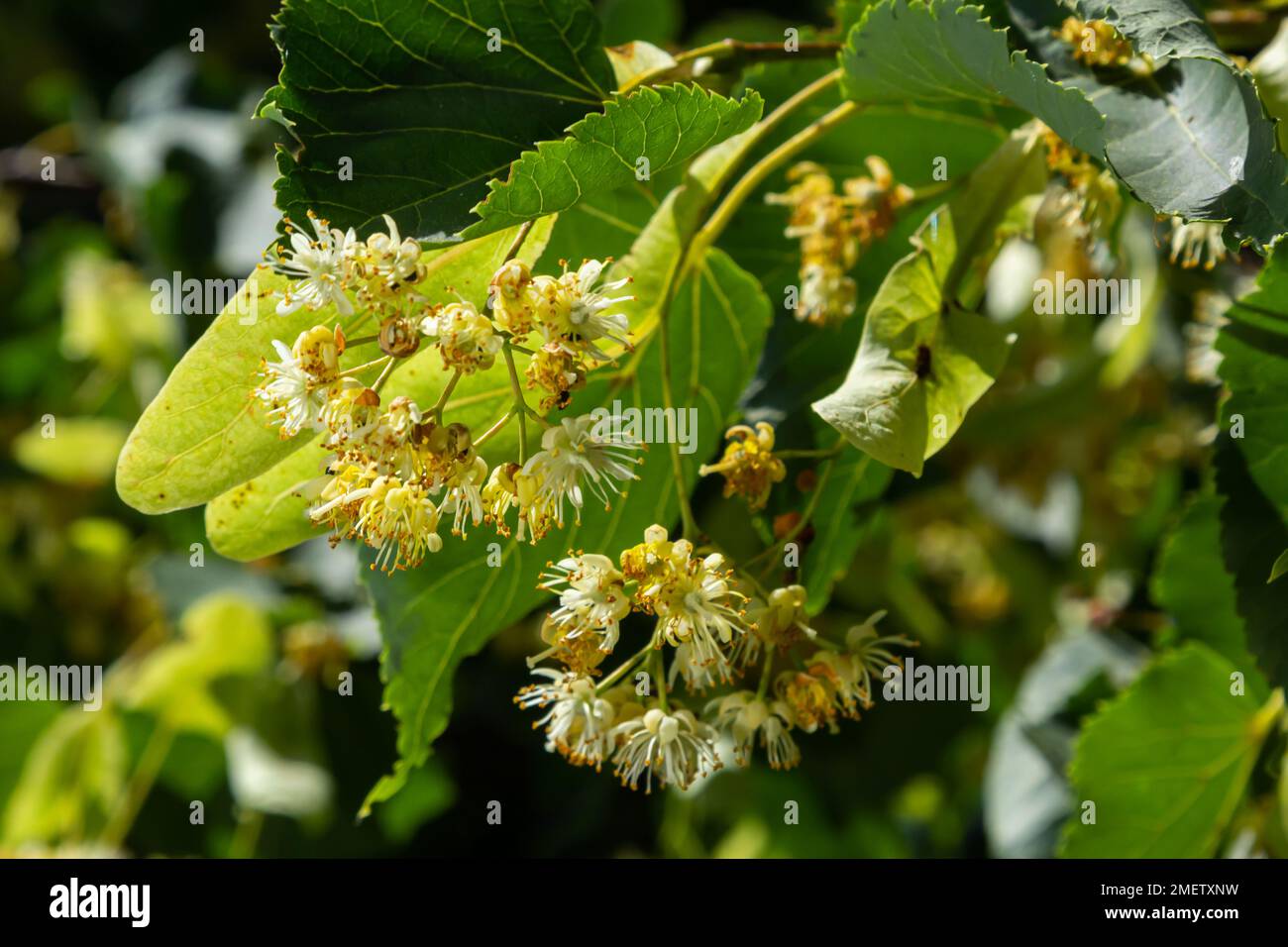 Linden tree flowers clusters tilia cordata, europea, small-leaved lime ...