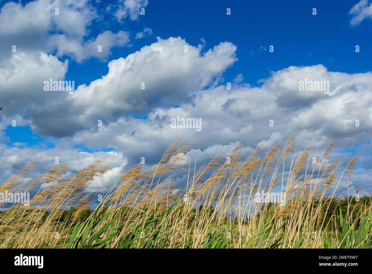 Common reed Phragmites australis. Thickets of fluffy dry trunks of ...