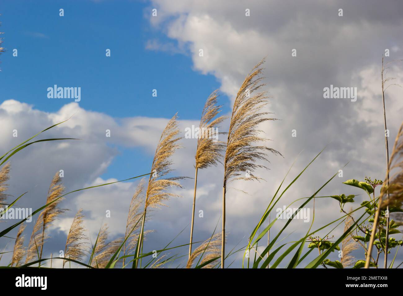 Common reed Phragmites australis. Thickets of fluffy dry trunks of ...