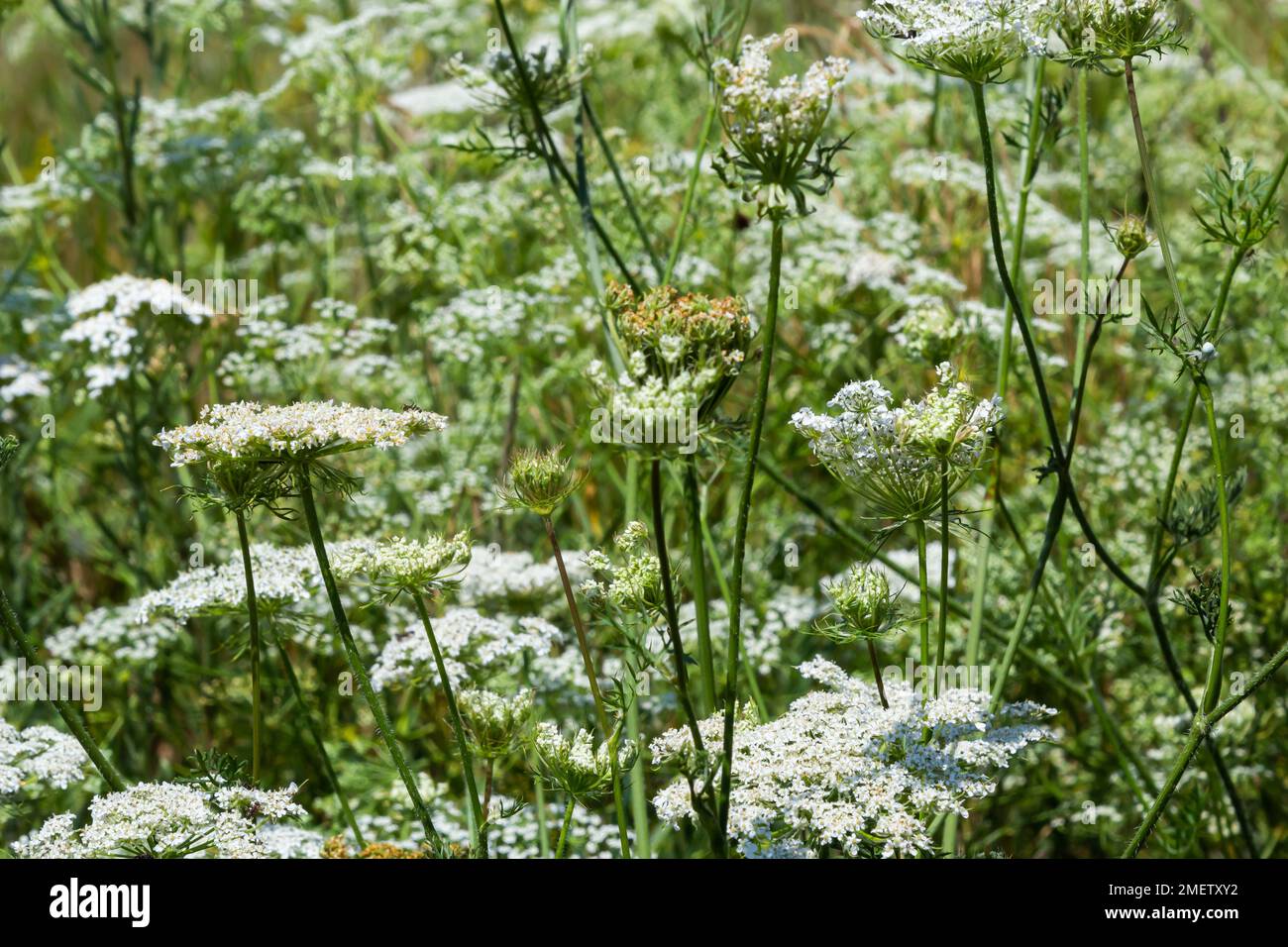 Daucus carota inflorescence, showing umbellets. White small flowers on ...