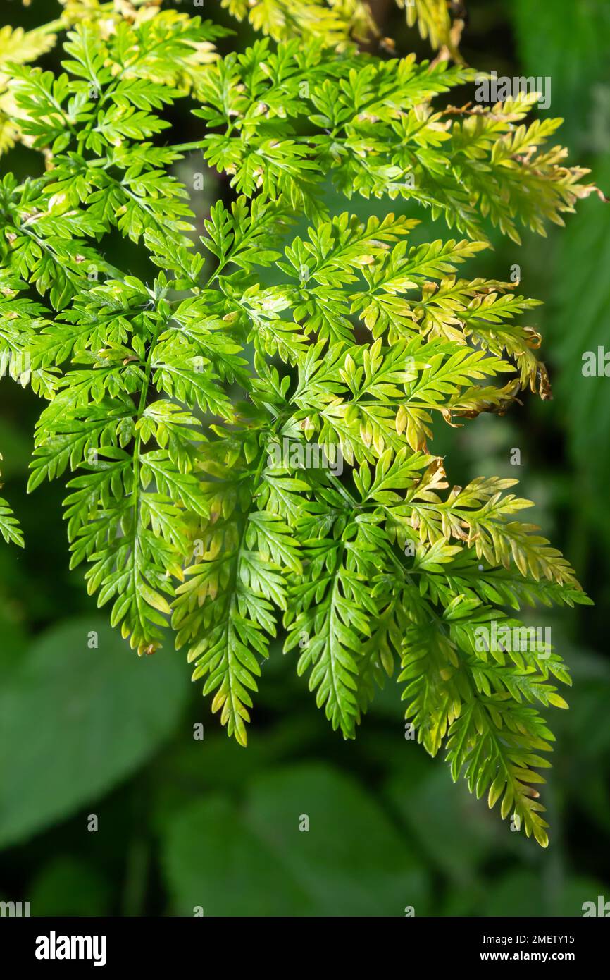Green patterned leaves of a plant Conium maculatum in the sun in autumn ...