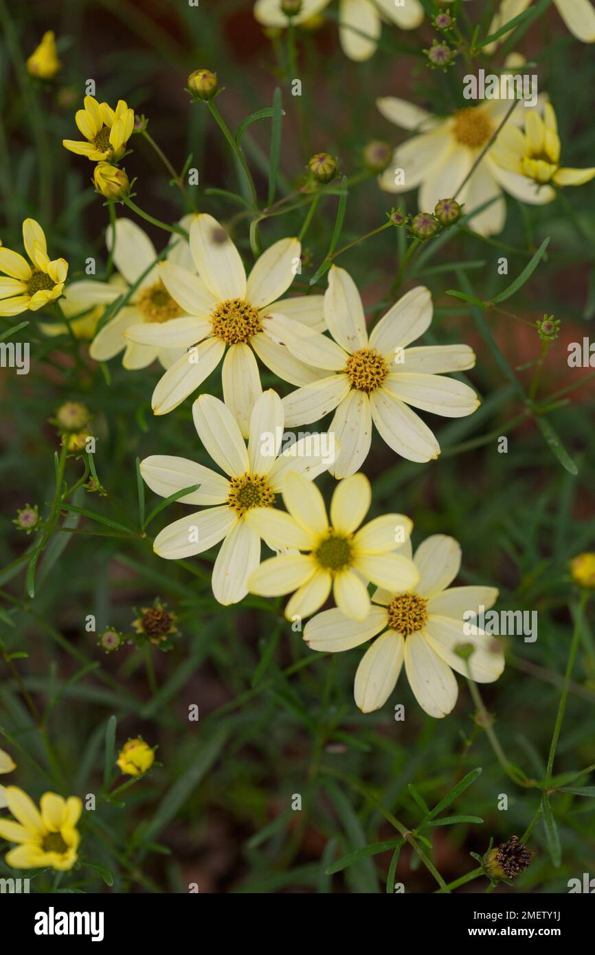 Coreopsis verticillata 'Moonbeam' Stock Photo - Alamy