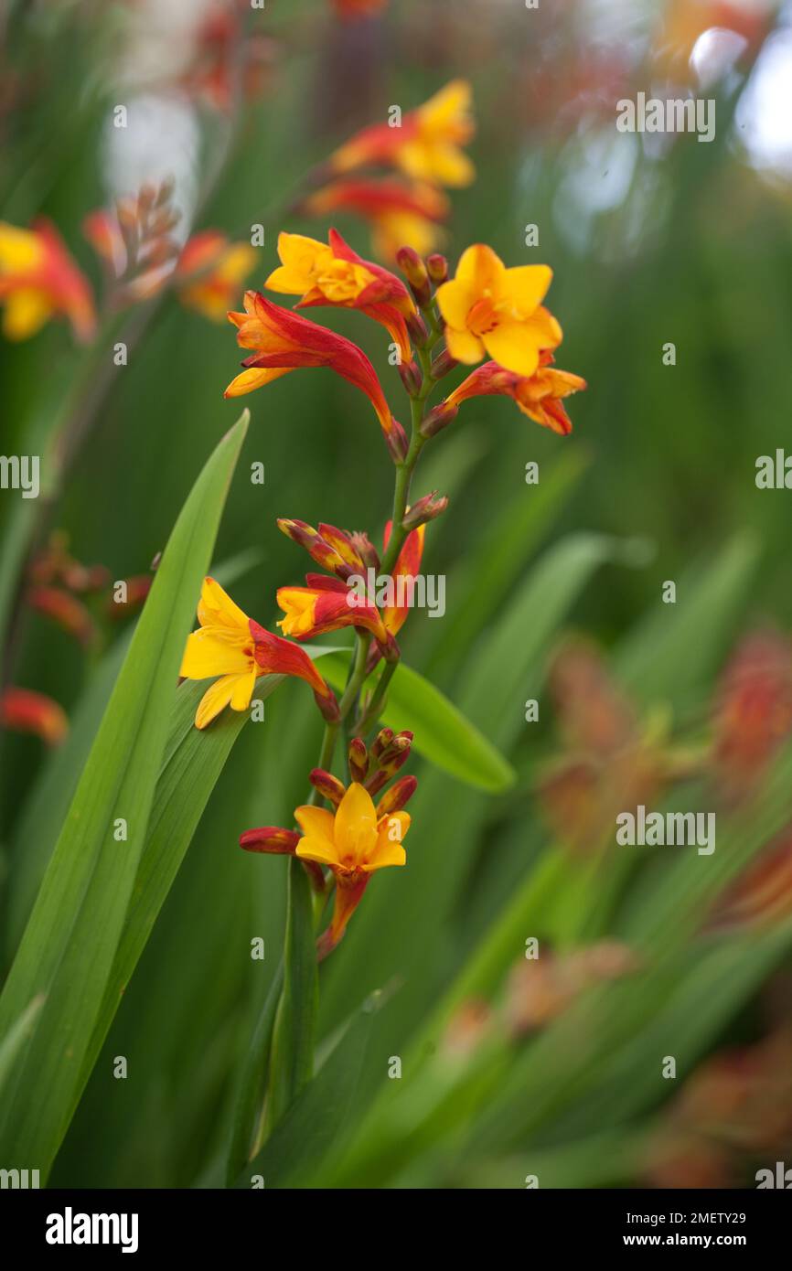 Crocosmia bicolor hi-res stock photography and images - Alamy Crocosmia bicolor hi-res stock photography and images - Alamy