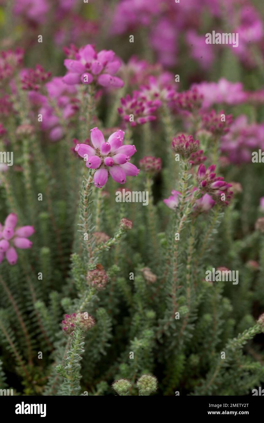 Erica tetralix f. stellata 'Pink Star' Stock Photo - Alamy
