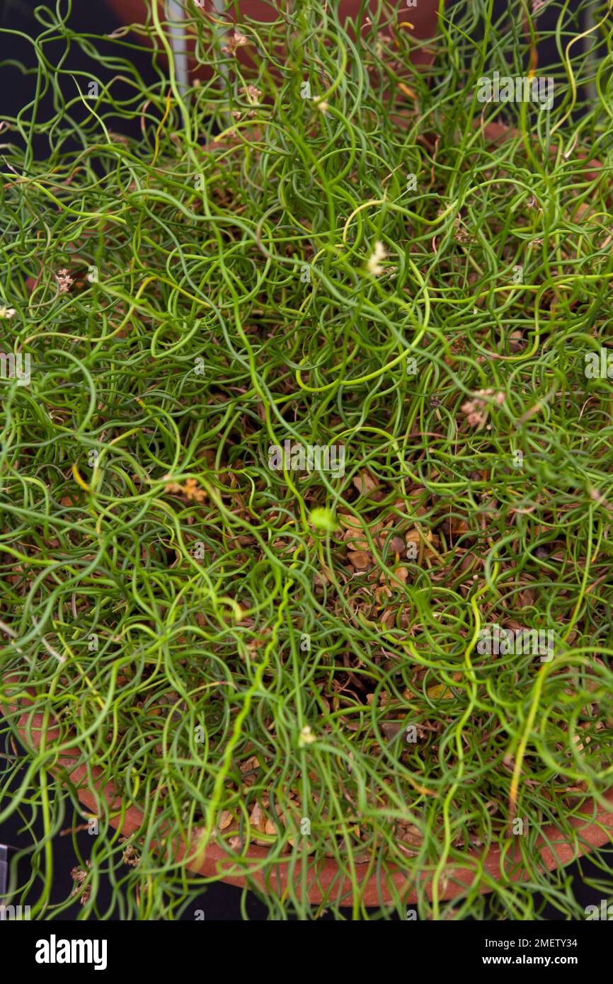 Juncus effusus 'Spiralis' Stock Photo - Alamy