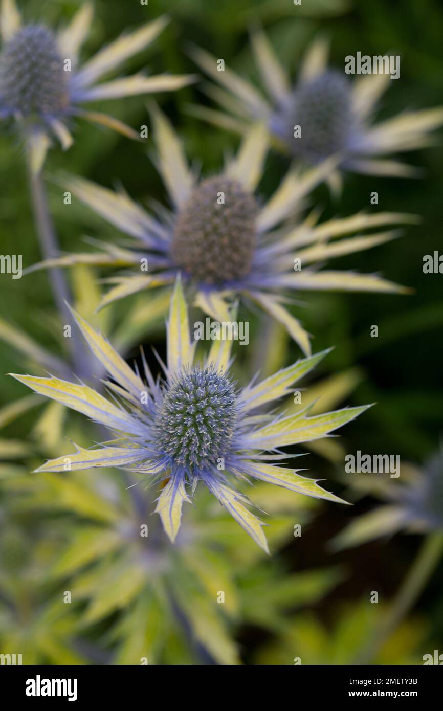 Neptunes plants hi-res stock photography and images - Alamy
