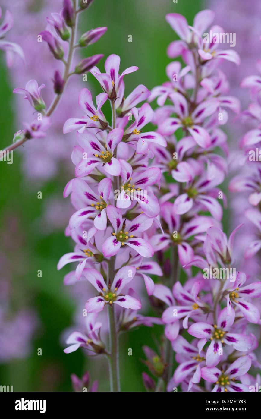 Francoa sonchifolia 'Culm View Lilac' Stock Photo - Alamy