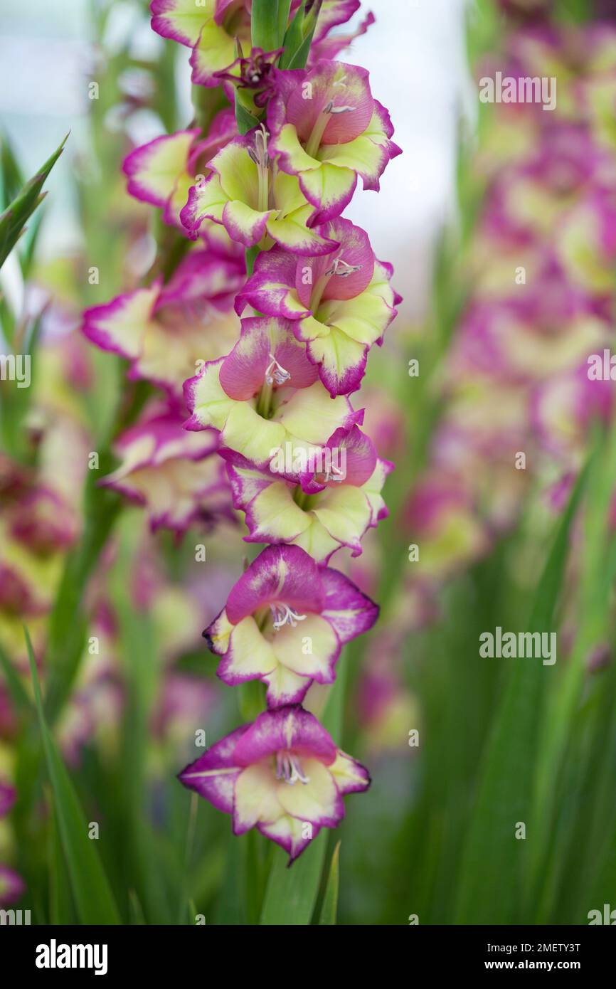 Flevo hi-res stock photography and images - Alamy