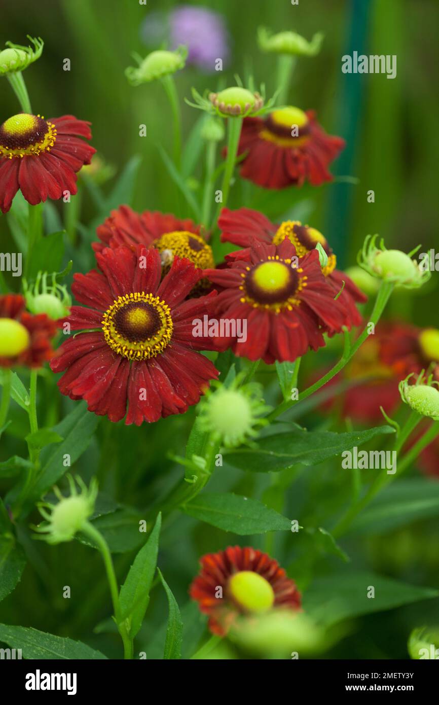 Helenium helena red shades hi-res stock photography and images - Alamy