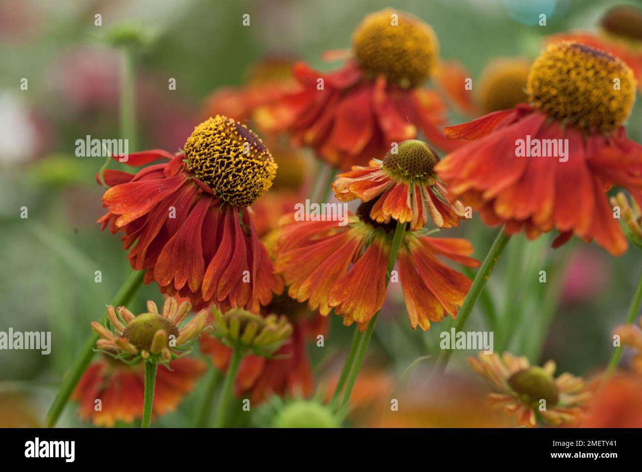Helenium 'Moerheim Beauty' Stock Photo - Alamy