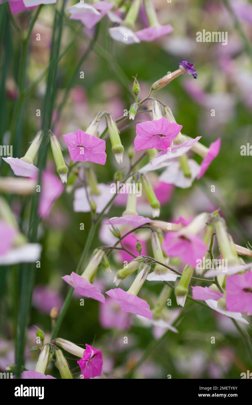 Nicotiana mutabilis hi-res stock photography and images - Alamy