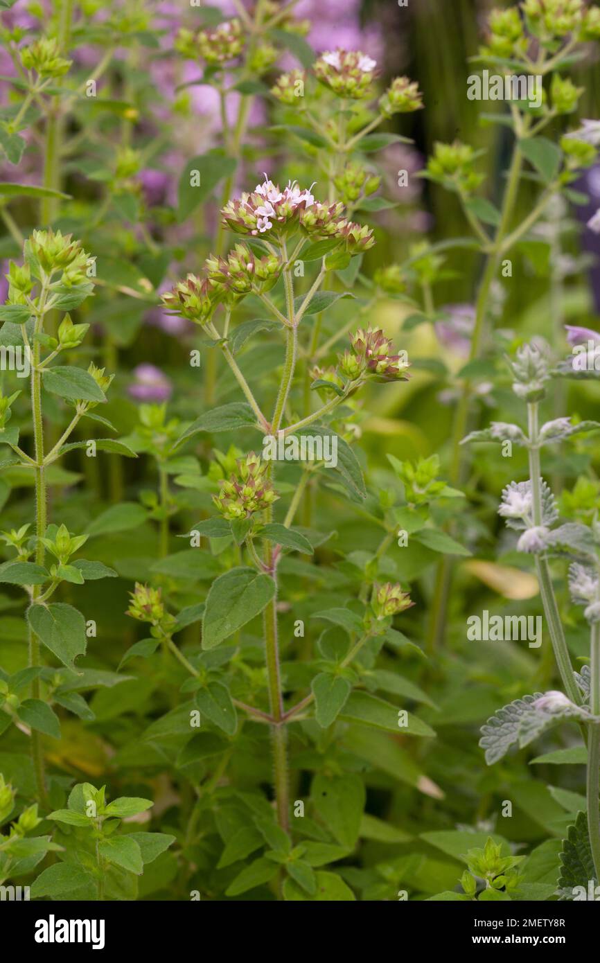 Origanum vulgare 'Gold Tip' Stock Photo - Alamy