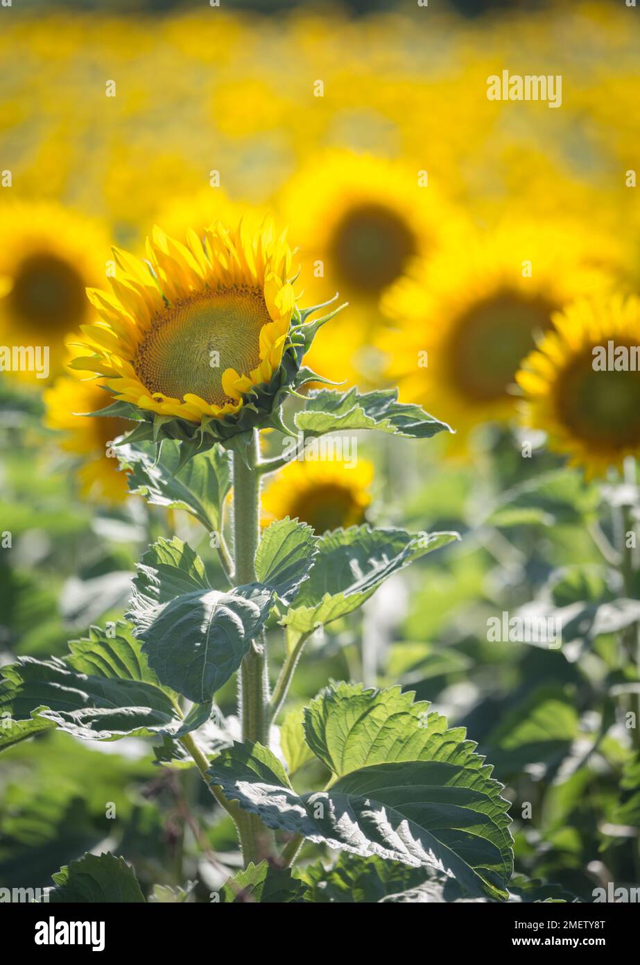 Tuscan sunflower hi-res stock photography and images - Alamy