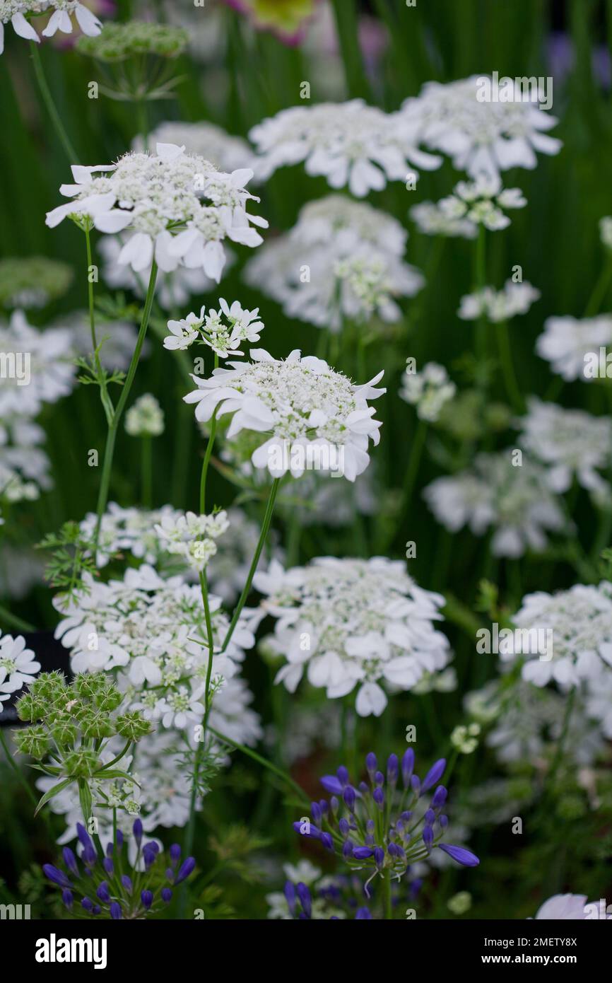 Orlaya grandiflora garden hi-res stock photography and images - Alamy