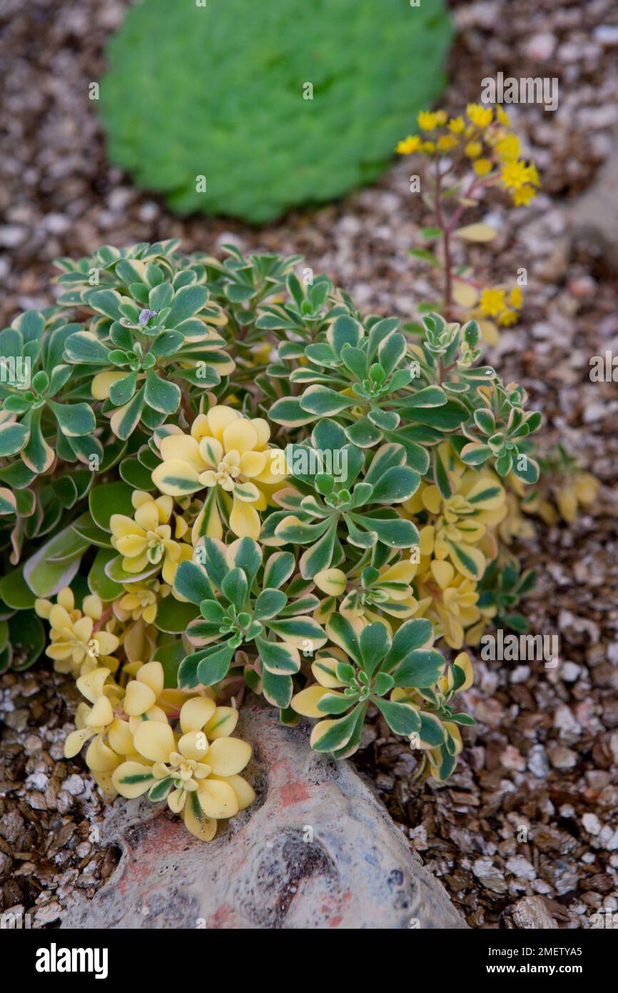 Aeonium domesticum 'Variegatum' Stock Photo - Alamy