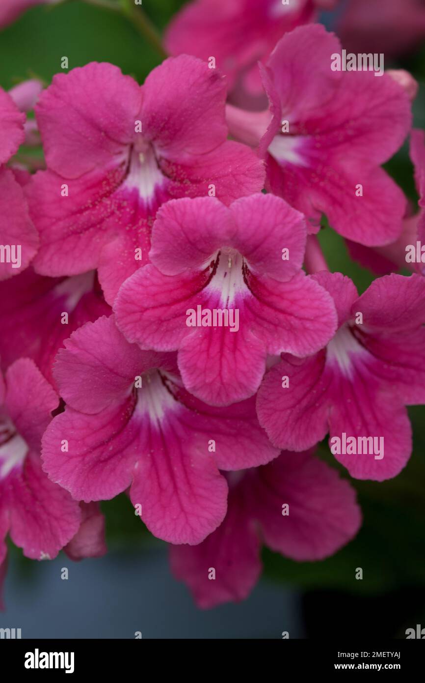 Rubina hi-res stock photography and images - Alamy