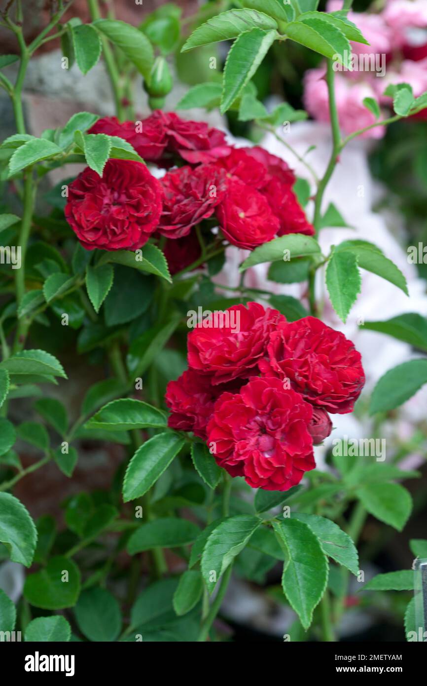 Rosa 'Chevy Chase' Stock Photo - Alamy