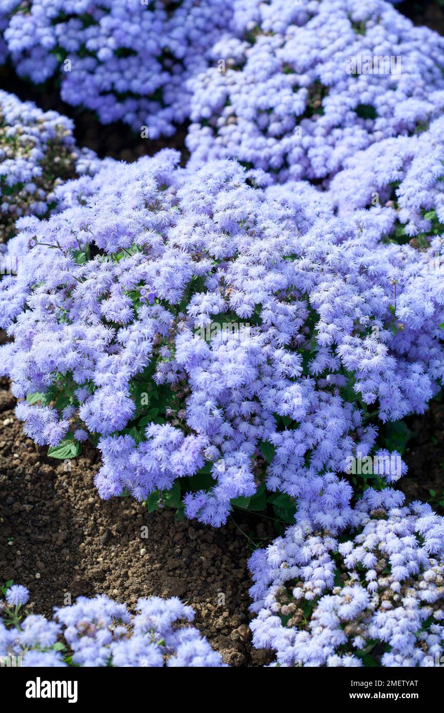 Blue ageratum plant hi-res stock photography and images - Alamy