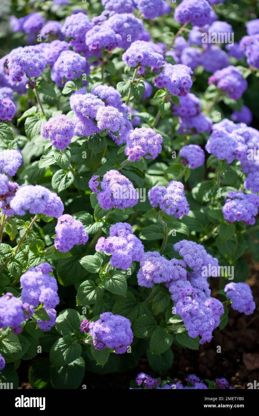 Blue ageratum plant hi-res stock photography and images - Alamy