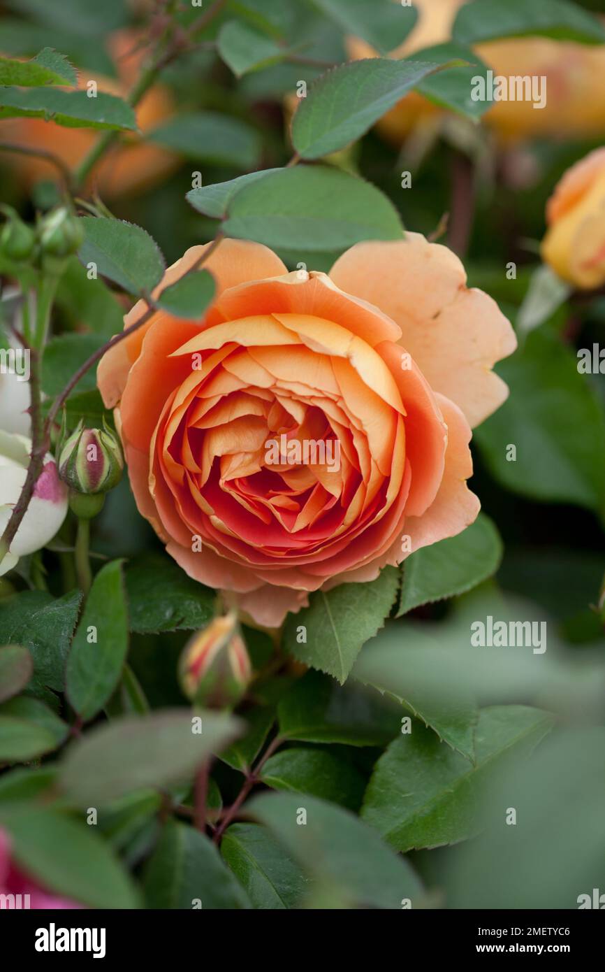 Pat austin hi-res stock photography and images - Alamy