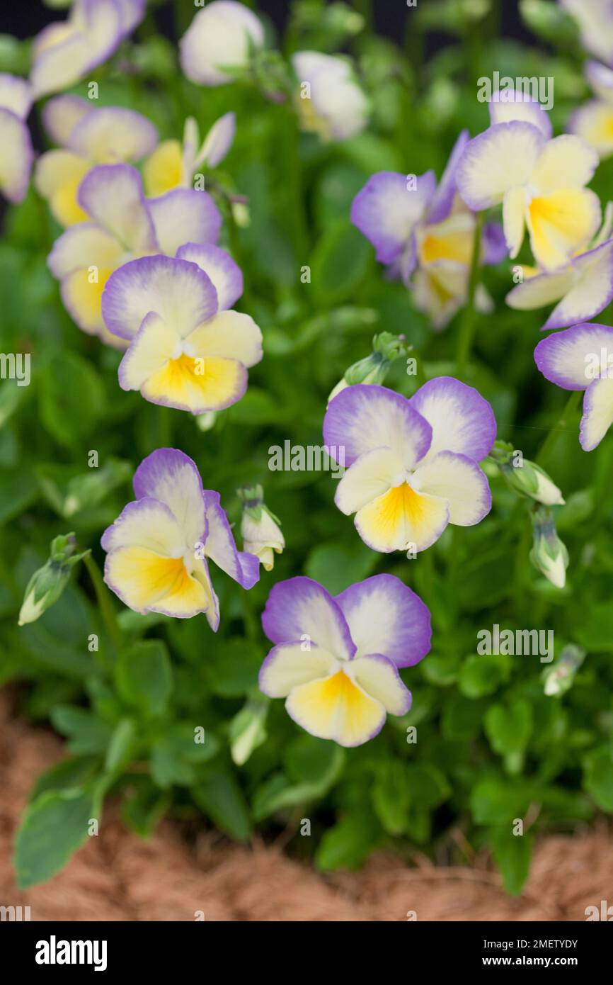 Viola Perennis 'Jennifer Andrews' Stock Photo - Alamy