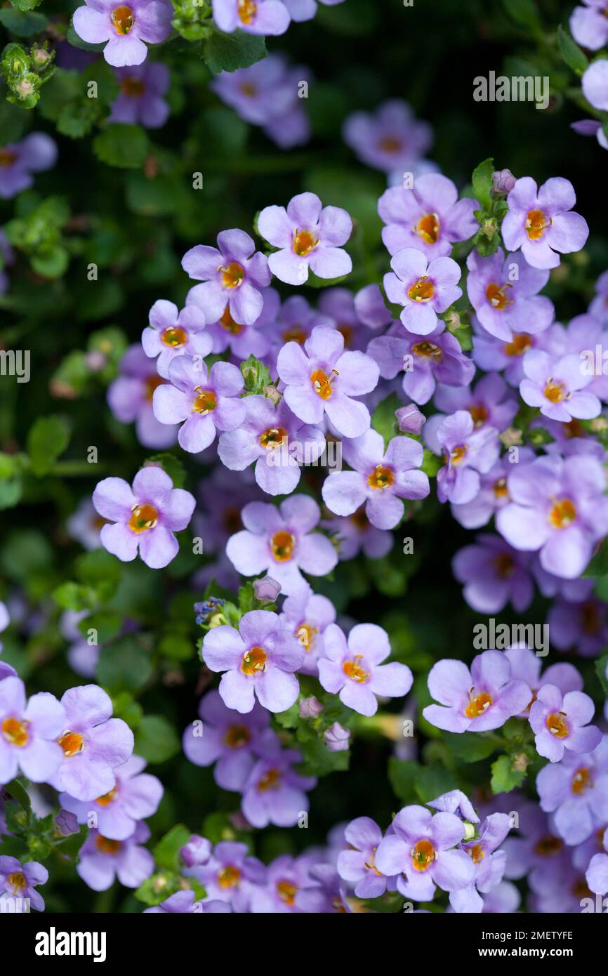 Bacopa abunda colossal blue hi-res stock photography and images - Alamy