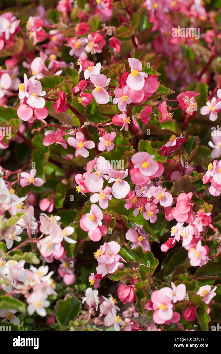 Begonia baby wing hi-res stock photography and images - Alamy