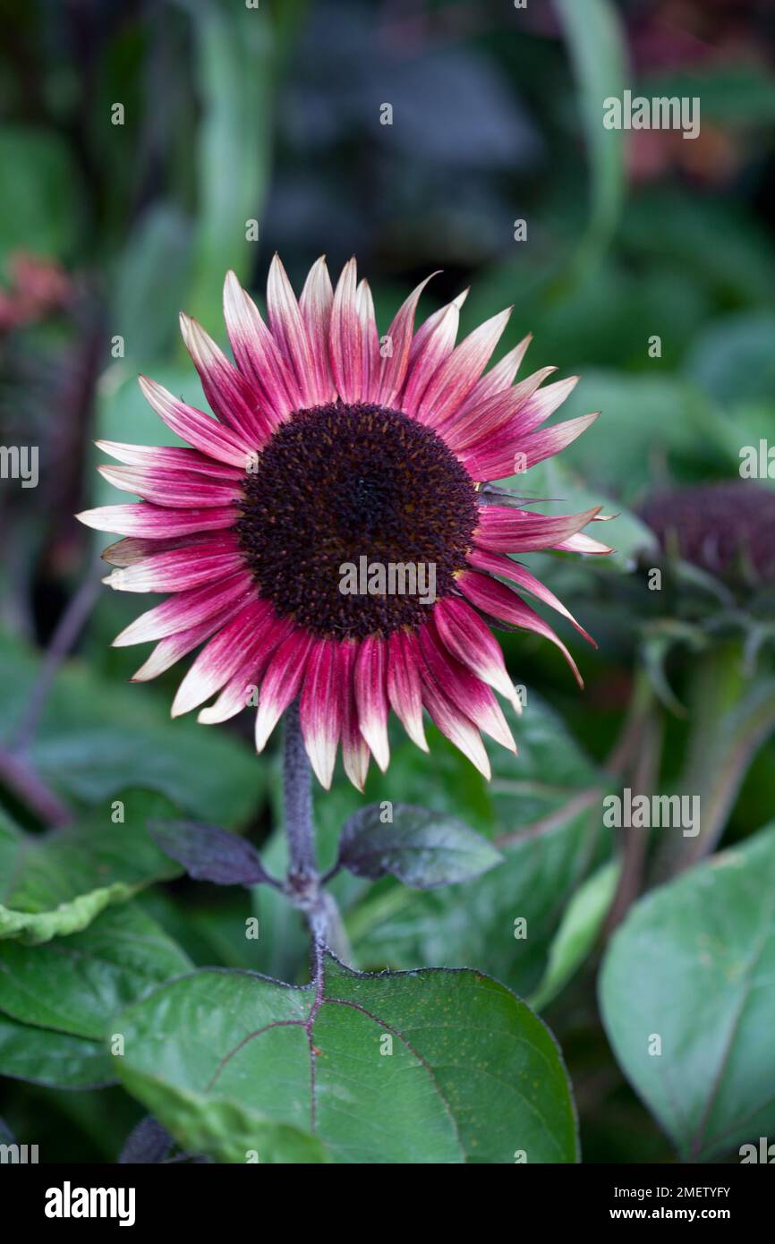 Ms mars hi-res stock photography and images - Alamy