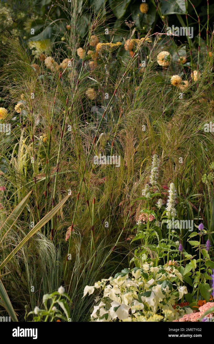 Tetraphyllum grass hi-res stock photography and images - Alamy