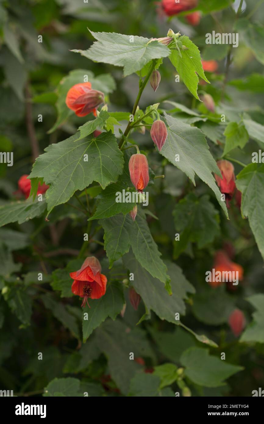 Abutilon tango hi-res stock photography and images - Alamy