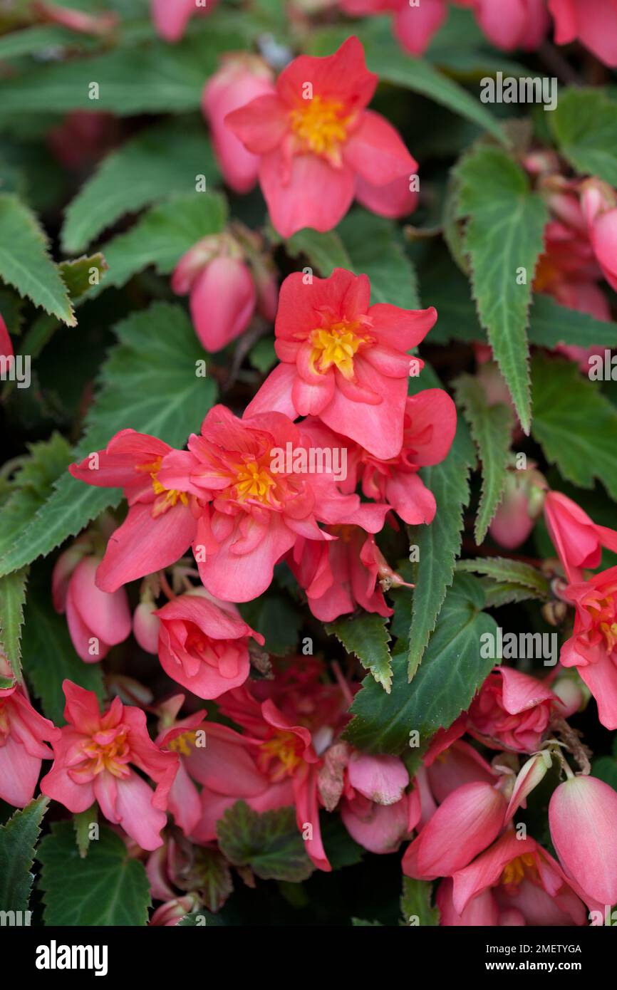 Begonia Cherry Bon Bon Stock Photo - Alamy