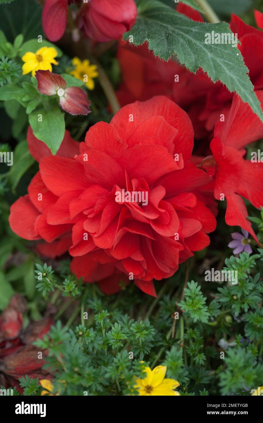 Begonia Nonstop 'Red' Stock Photo - Alamy