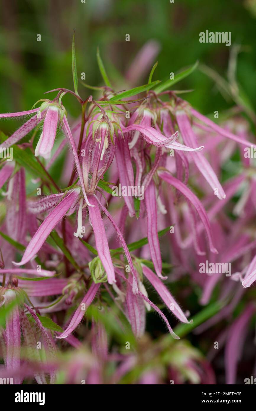 Campanula pink octopus hi-res stock photography and images - Alamy