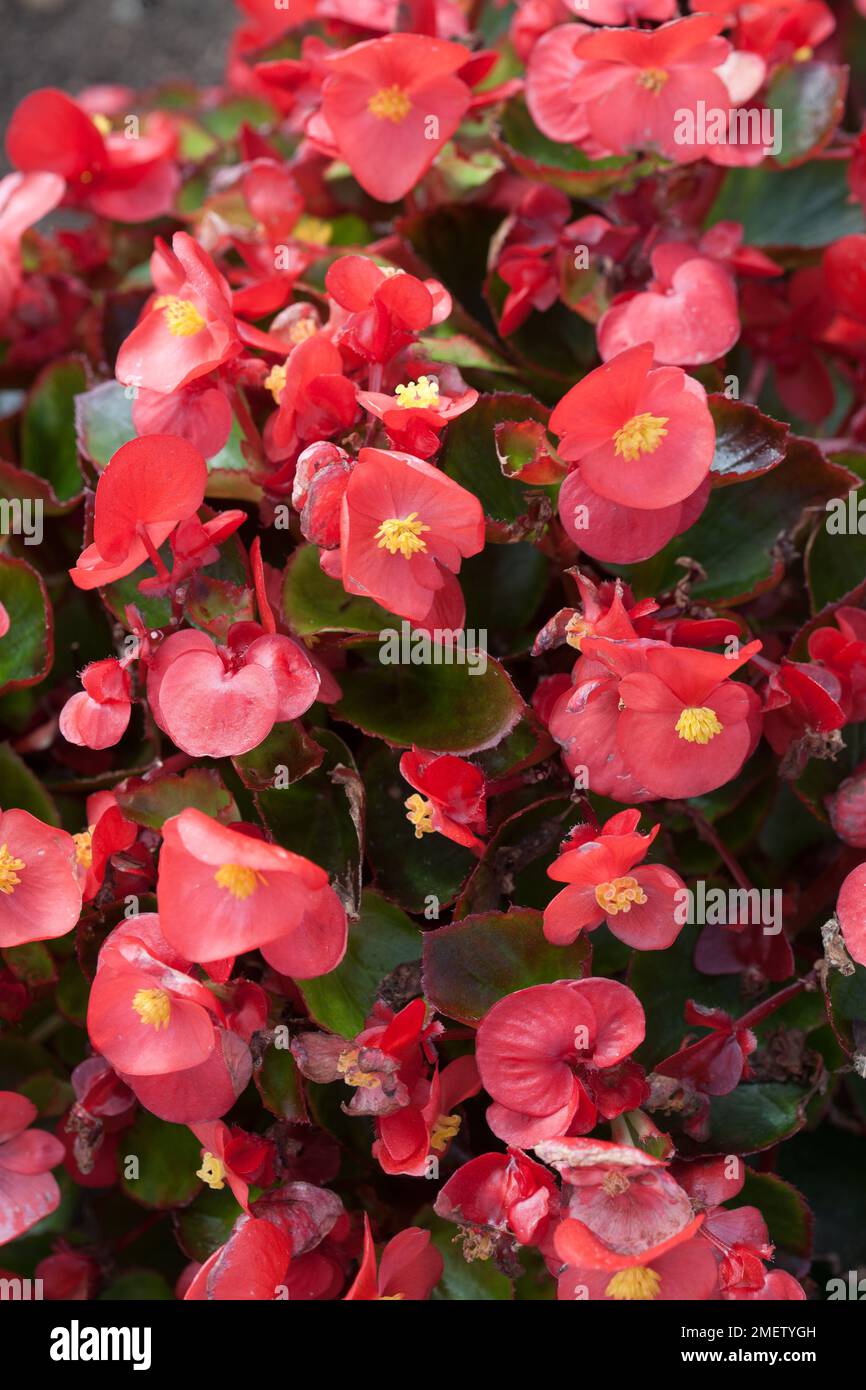 Begonia Bada Bing