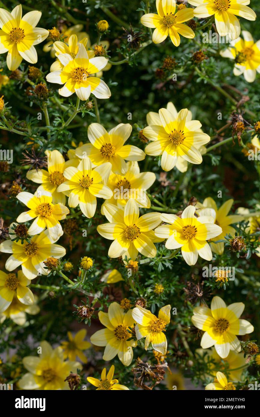 Bidens ferulifolia ‘golden eye’ hi-res stock photography and images - Alamy