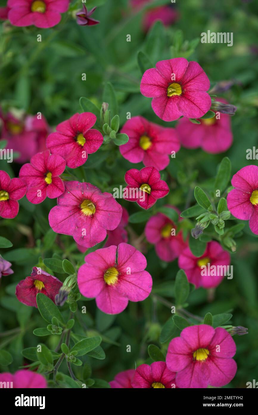 Calibrachoa cabaret cherry rose hi-res stock photography and images - Alamy