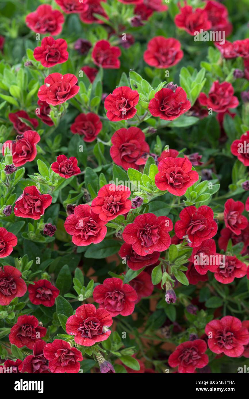 Calibrachoa Cabaret Double Red Stock Photo - Alamy