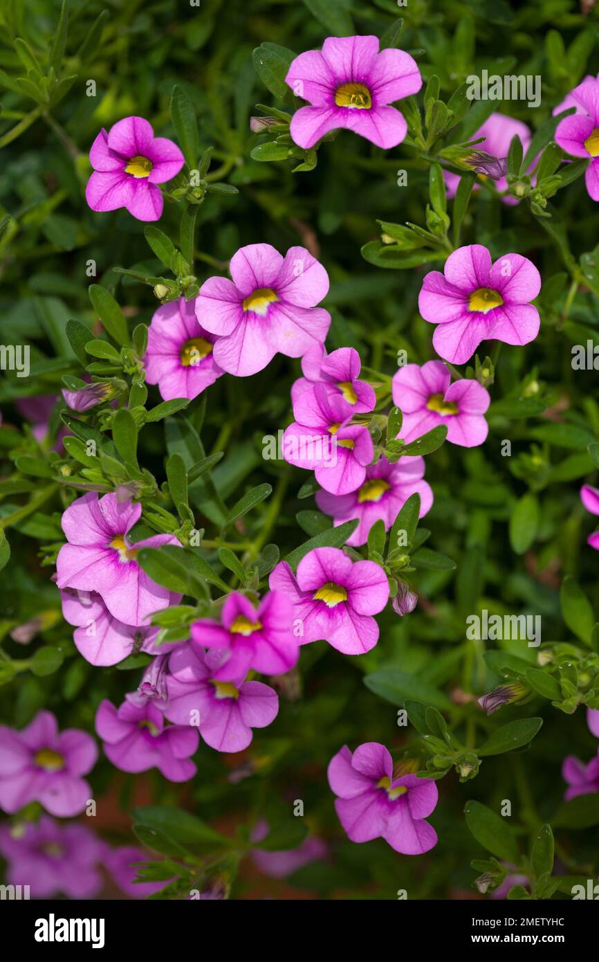 Light pink vertical hi-res stock photography and images - Alamy