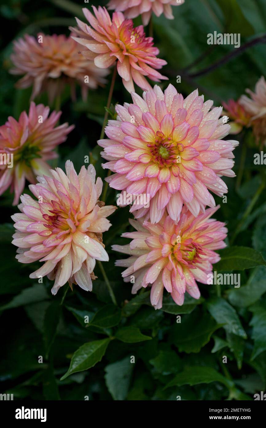 Dahlia 'Gallery Pablo' (Gallery Series Stock Photo - Alamy