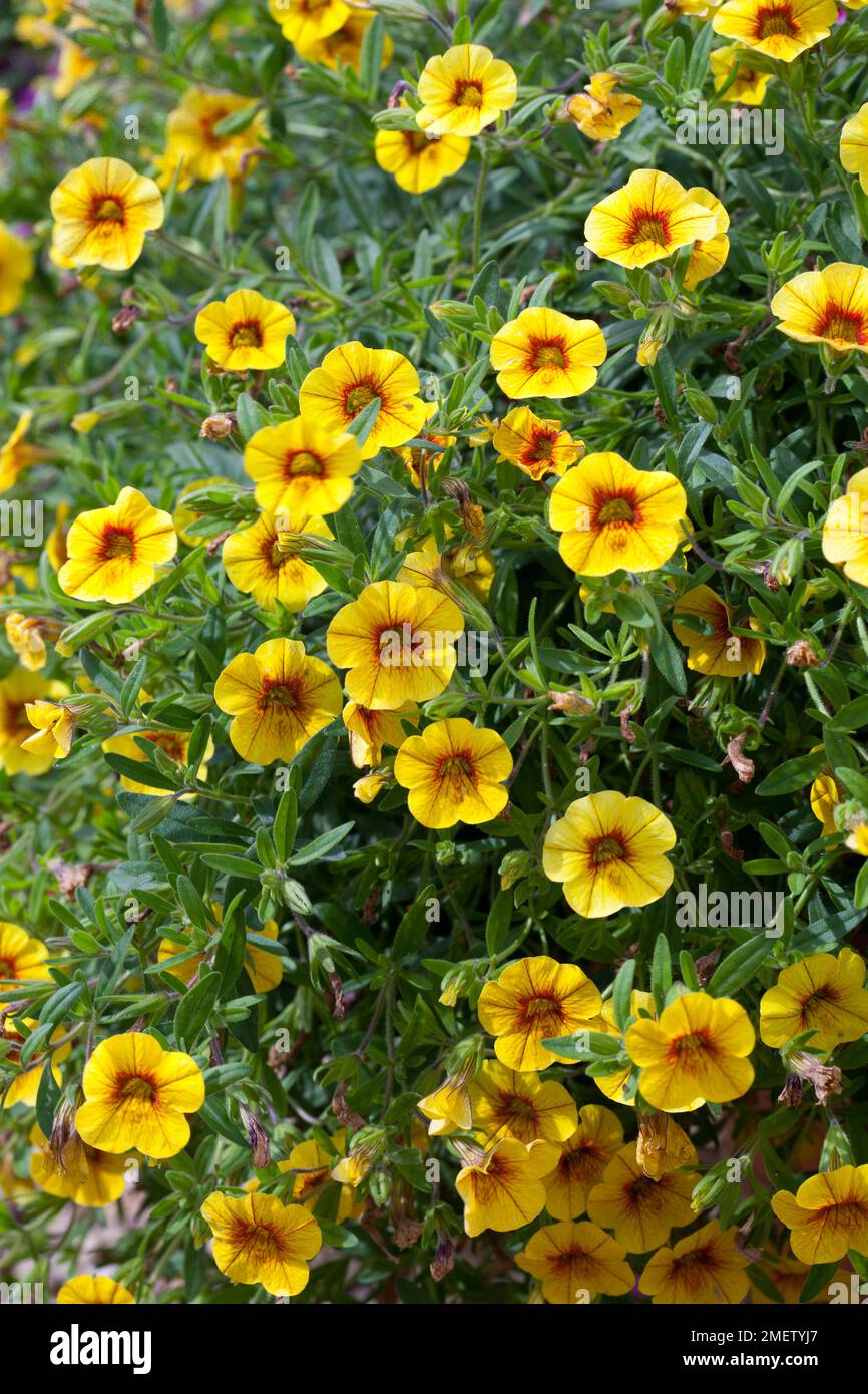 Calibrachoa Aloha Volcano Sunset