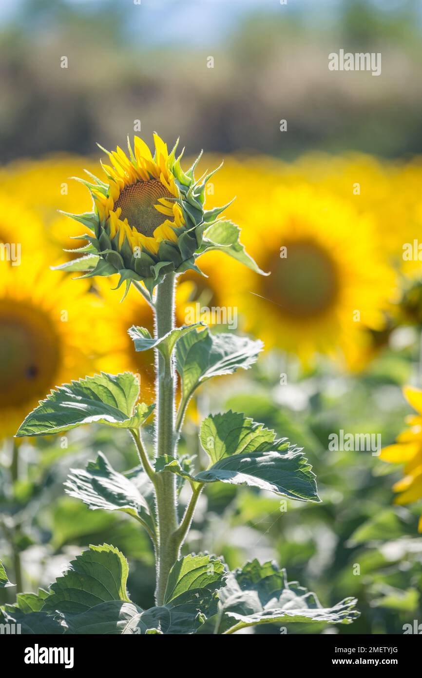 Europe italy tuscan sunflowers hi-res stock photography and images - Alamy