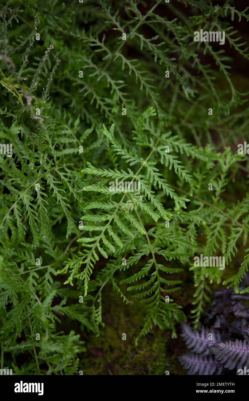 Dryopteris felix mas hi-res stock photography and images - Alamy