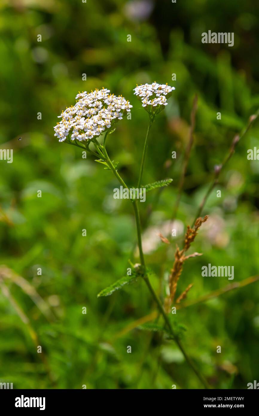 Achillea millefolium, commonly known as yarrow or common yarrow, is a ...