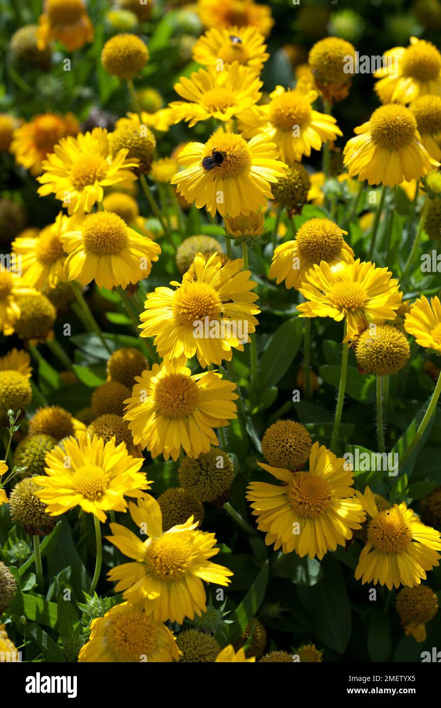 Gaillardia Mesa Yellow Stock Photo - Alamy