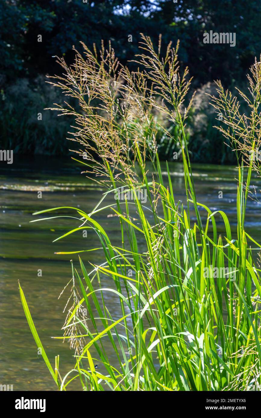 Glyceria maxima, commonly known as great manna grass, reed mannagrass ...