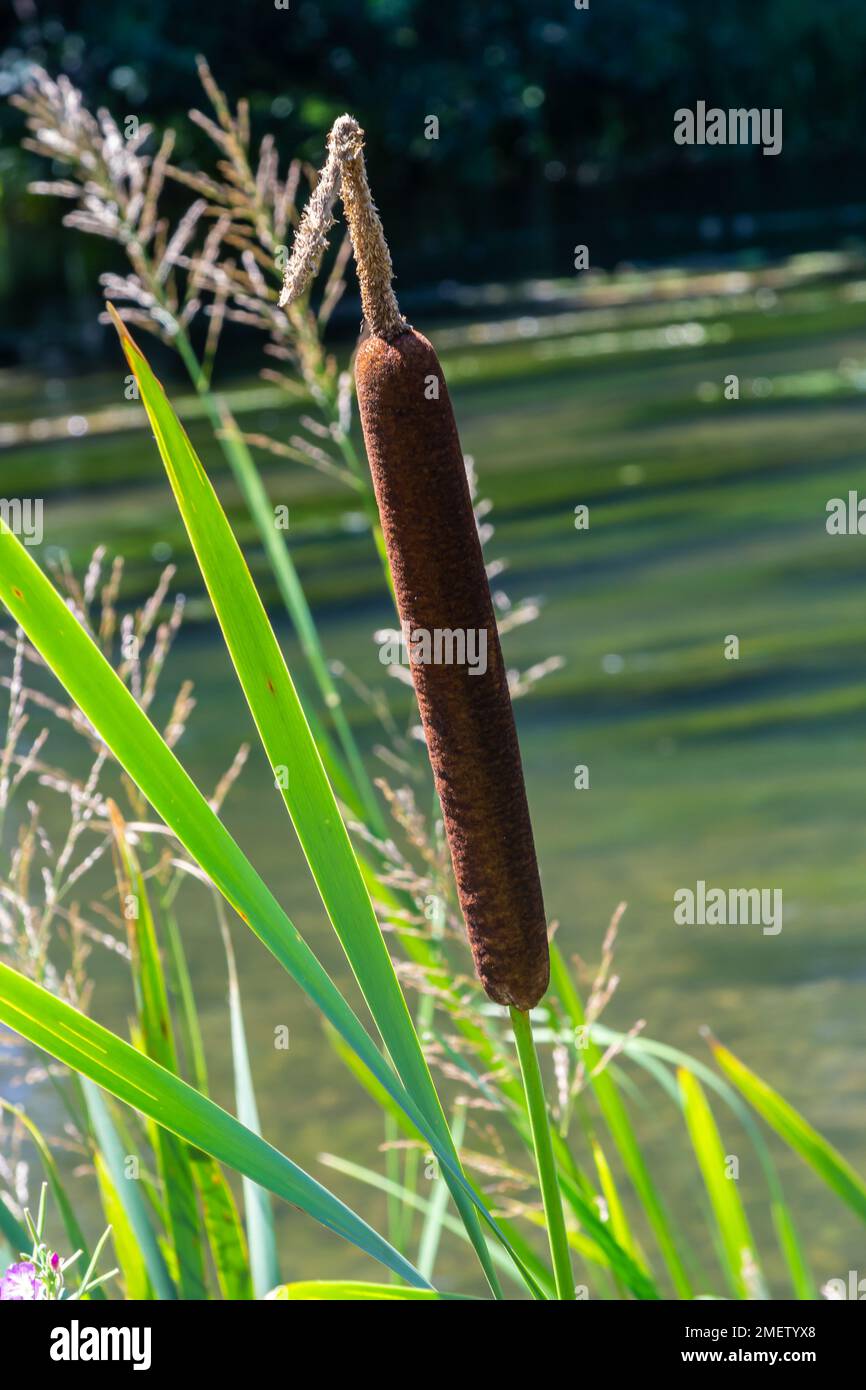 Typha latifolia Common Bulrush blackamoor flag water-torch by the lake ...
