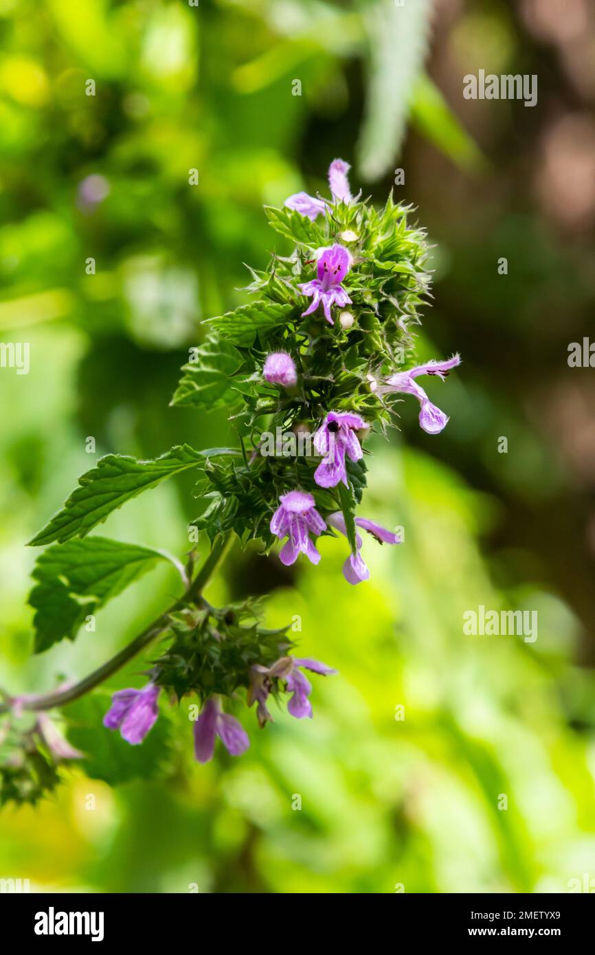 Deaf nettle blooming in a forest, Lamium purpureum. Spring purple ...