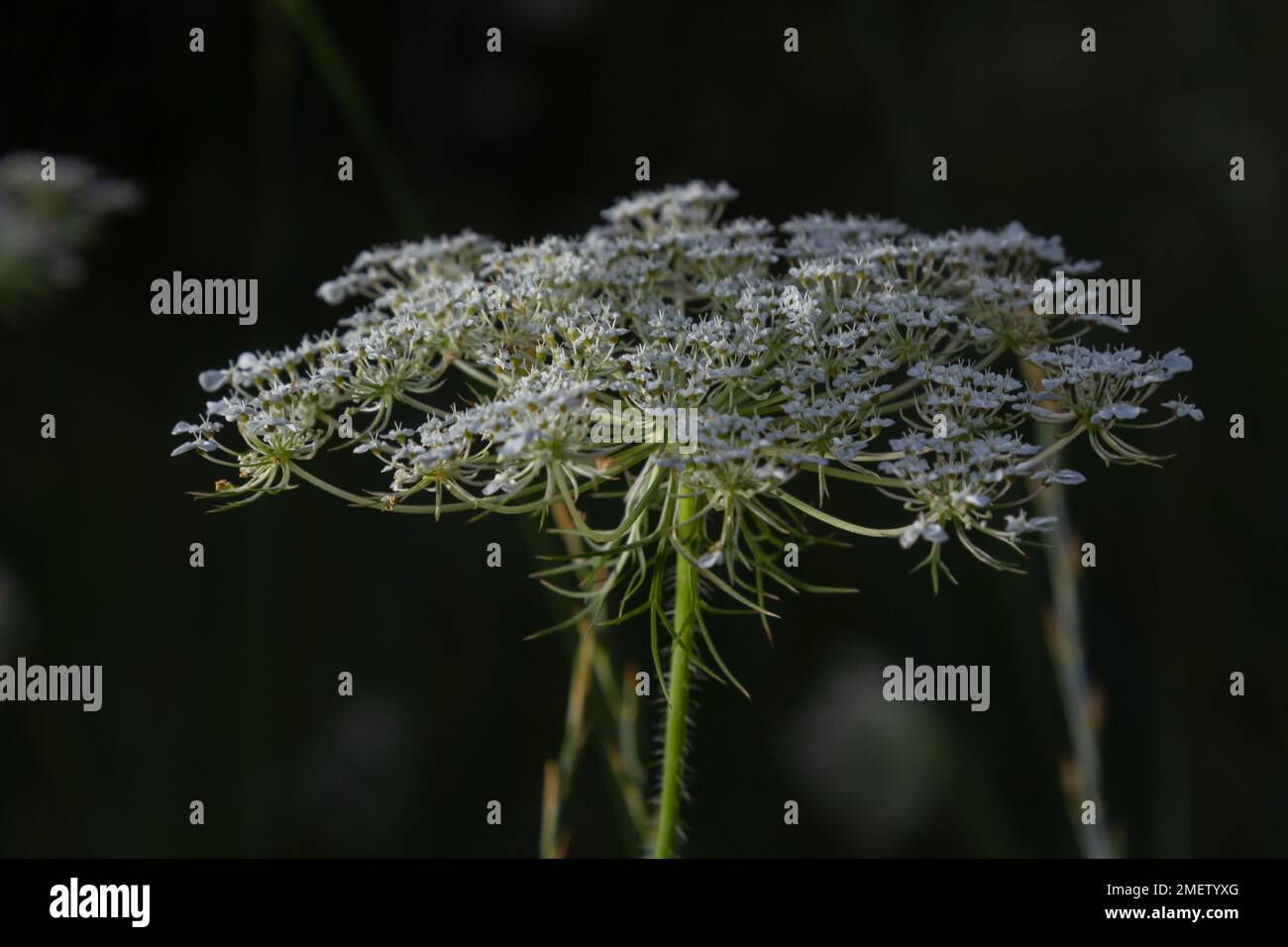Daucus carota inflorescence, showing umbellets. White small flowers on ...